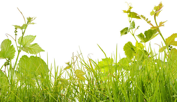 รูปภาพPampres – เลือกดูภาพถ่ายสต็อก เวกเตอร์ และวิดีโอ436 | Adobe Stock