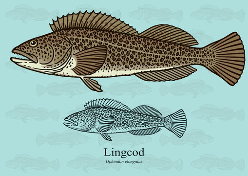 รูปภาพLingcod – เลือกดูภาพถ่ายสต็อก เวกเตอร์ และวิดีโอ375 | Adobe Stock