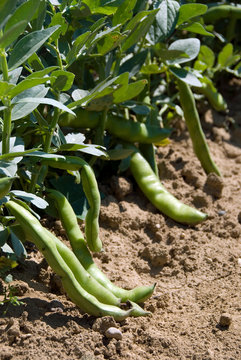 รูปภาพFeve – เลือกดูภาพถ่ายสต็อก เวกเตอร์ และวิดีโอ2,268 | Adobe Stock