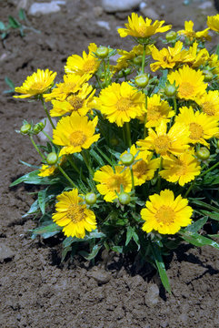 Illico Bilder – Durchsuchen 8 Archivfotos, Vektorgrafiken und Videos ...