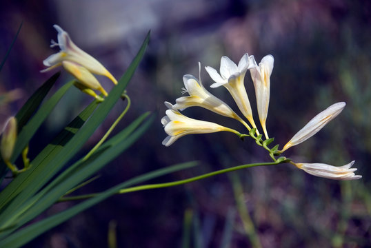 "Freesia Refracta"-Bilder: Stock-Fotos & -Videos. | Adobe Stock