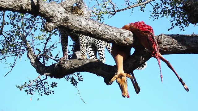 "Greater Kruger National Park" Images – Browse 1,844 Stock Photos ...