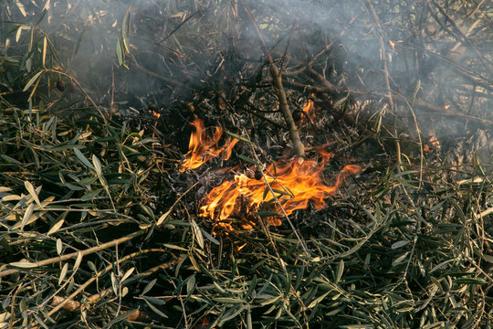 「Quemando」の画像 - 267 件の Stock 写真、ベクターおよびビデオ | Adobe Stock