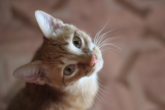 รูปภาพ"Red Cat" – เลือกดูภาพถ่ายสต็อก เวกเตอร์ และวิดีโอ7,469 | Adobe Stock