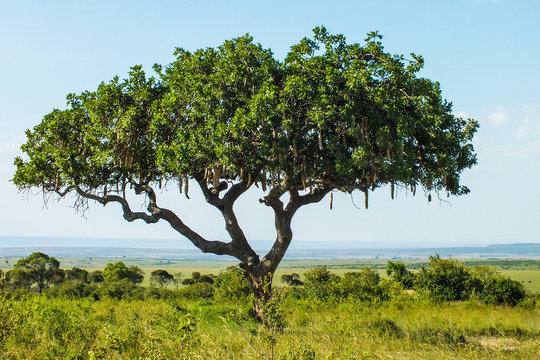 "Sausage Tree" Images – Browse 623 Stock Photos, Vectors, and Video ...