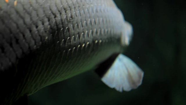 รูปภาพArapaima – เลือกดูภาพถ่ายสต็อก เวกเตอร์ และวิดีโอ641 | Adobe Stock