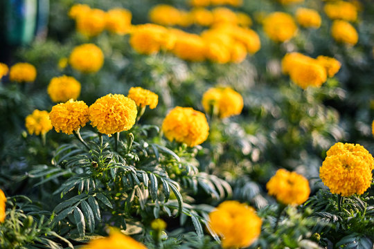 "Marigold Leaves" Images – Browse 114 Stock Photos, Vectors, and Video ...