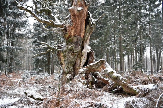 Huteeiche Bilder – Durchsuchen 84 Archivfotos, Vektorgrafiken und ...