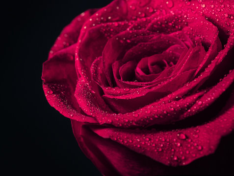 Dark Pink Roses Wallpaper