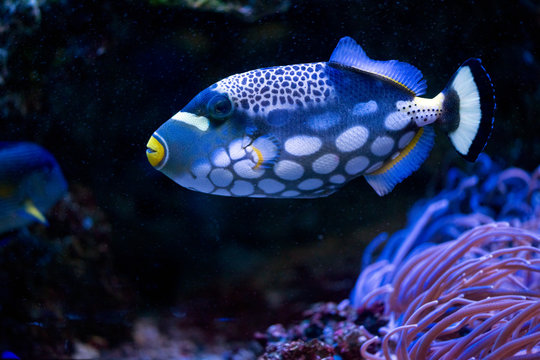 รูปภาพMeeresfisch – เลือกดูภาพถ่ายสต็อก เวกเตอร์ และวิดีโอ1,676 | Adobe ...