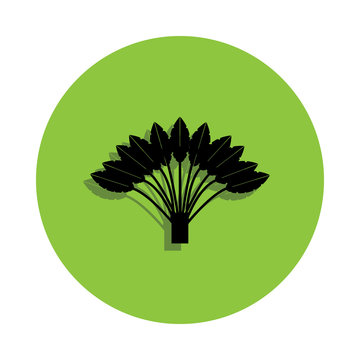 Ravinala Images – Parcourir 2,402 le catalogue de photos, vecteurs et ...