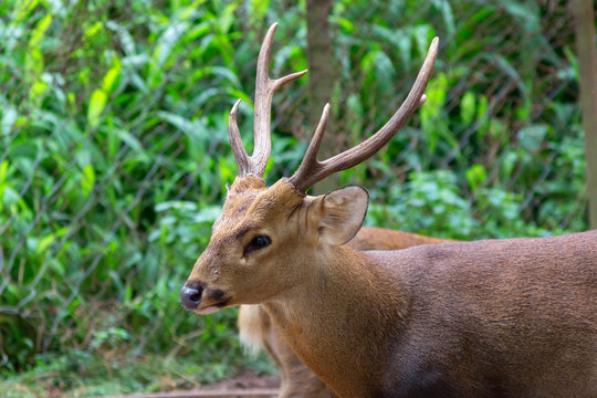 Barasingha bilder – Bläddra bland 657 stockfoton, vektorer och videor ...