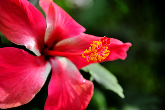 Chembarathi Images – Browse 38 Stock Photos, Vectors, and Video | Adobe ...