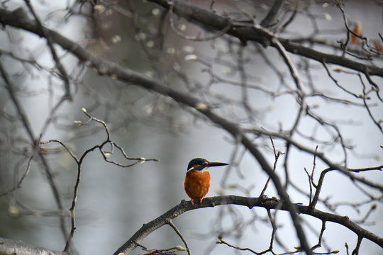 Otterrute Bilder – Durchsuchen 103 Archivfotos, Vektorgrafiken und ...