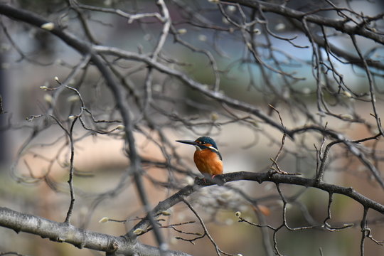 Otterrute Bilder – Durchsuchen 103 Archivfotos, Vektorgrafiken und ...