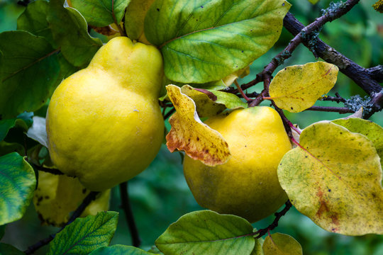 "Pome Imej – Semak Imbas 198 Foto, Vektor dan Video Stok | Adobe Stock