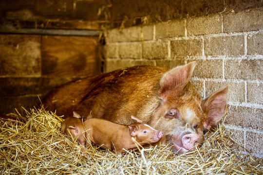รูปภาพPiglets – เลือกดูภาพถ่ายสต็อก เวกเตอร์ และวิดีโอ302,412 | Adobe Stock