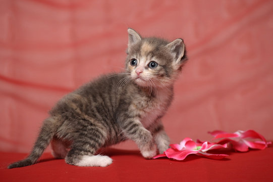 Fluey Bilder – Durchsuchen 667 Archivfotos, Vektorgrafiken und Videos ...