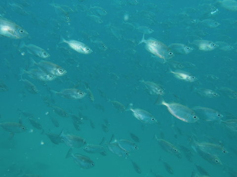 「Cardumen」の写真素材 | 226件の無料イラスト画像 | Adobe Stock