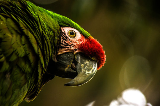 Imágenes de Cotorro: descubre bancos de fotos, ilustraciones, vectores ...