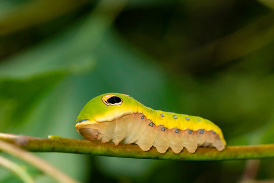 Caterpie Images – Browse 32 Stock Photos, Vectors, and Video | Adobe Stock