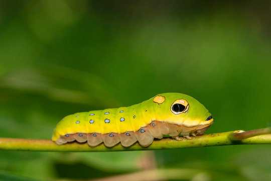 Caterpie Images – Browse 32 Stock Photos, Vectors, and Video | Adobe Stock