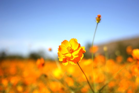 Fiower Images – Browse 204 Stock Photos, Vectors, and Video | Adobe Stock