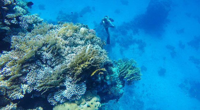 รูปภาพKoralle – เลือกดูภาพถ่ายสต็อก เวกเตอร์ และวิดีโอ19,965 | Adobe Stock