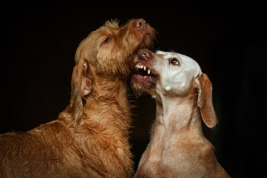 Drohende Images – Browse 110 Stock Photos, Vectors, and Video | Adobe Stock