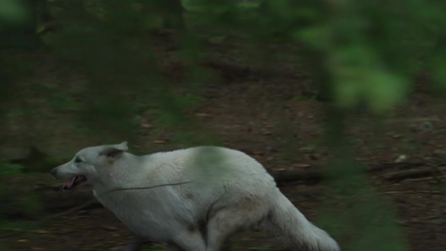 White Wolf Running Away