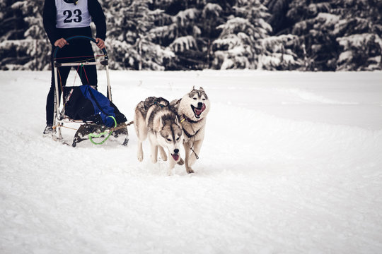 รูปภาพMushing – เลือกดูภาพถ่ายสต็อก เวกเตอร์ และวิดีโอ19,293 | Adobe Stock