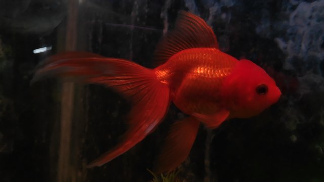 Goldy Images – Browse 1,673 Stock Photos, Vectors, and Video | Adobe Stock