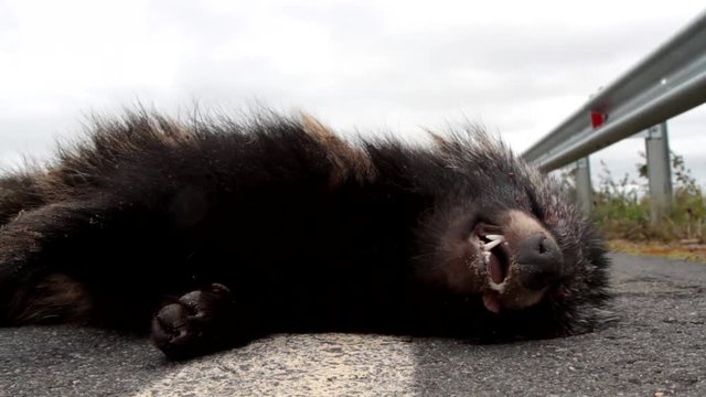 "Racoon Dog" Images – Browse 5,381 Stock Photos, Vectors, and Video ...