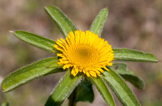 รูปภาพAsteriscus – เลือกดูภาพถ่ายสต็อก เวกเตอร์ และวิดีโอ175 | Adobe Stock