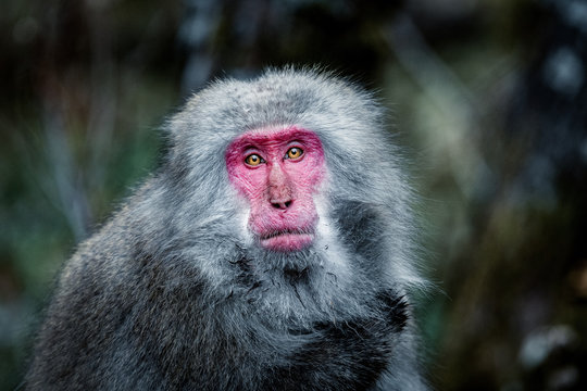 รูปภาพJapanmakak – เลือกดูภาพถ่ายสต็อก เวกเตอร์ และวิดีโอ664 | Adobe Stock