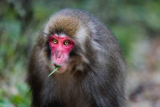 Japanmakak bilder – Bläddra bland 681 stockfoton, vektorer och videor ...