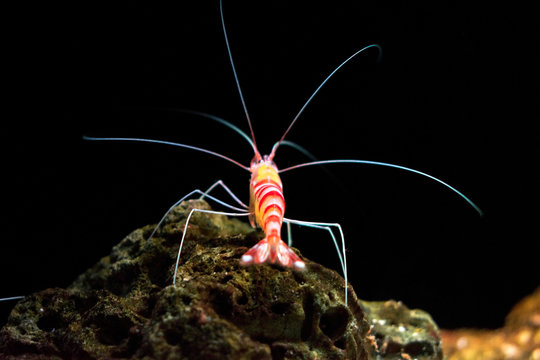 Srimp Bilder – Durchsuchen 239 Archivfotos, Vektorgrafiken und Videos ...