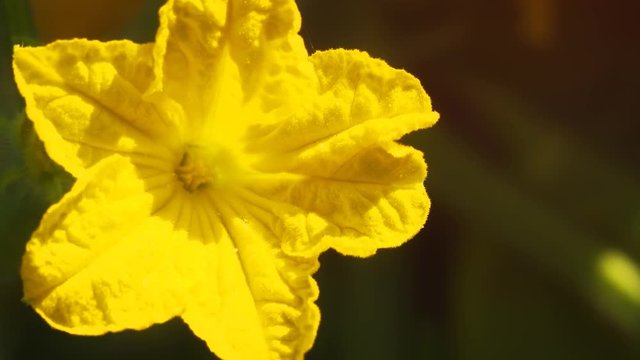Imagens de Bossom – Explore Fotografias do Stock, Vetores e Vídeos de ...