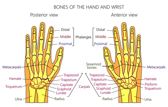 Carpal Bones Dorsal View