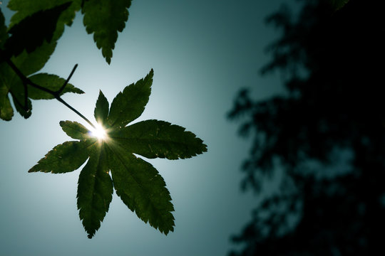 "Rayo De Sol" Images – Browse 1,381 Stock Photos, Vectors, and Video ...