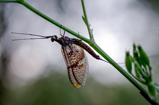 รูปภาพPaleoptera – เลือกดูภาพถ่ายสต็อก เวกเตอร์ และวิดีโอ136 | Adobe Stock