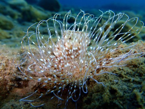 รูปภาพCeriantharia – เลือกดูภาพถ่ายสต็อก เวกเตอร์ และวิดีโอ488 | Adobe ...