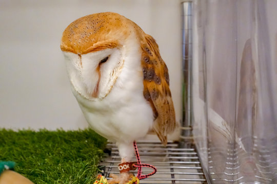 Howlet bilder – Bläddra bland 319 stockfoton, vektorer och videor ...