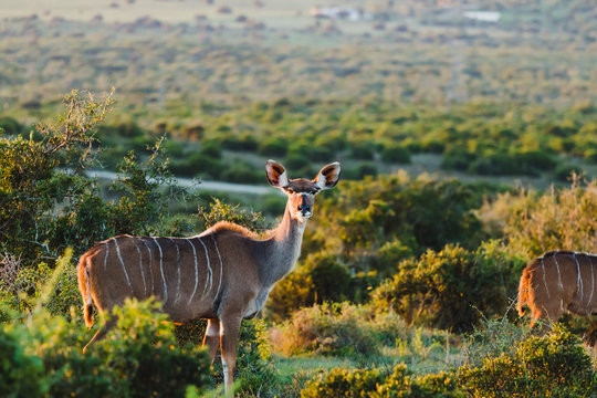 Njala Images – Browse 15 Stock Photos, Vectors, and Video | Adobe Stock