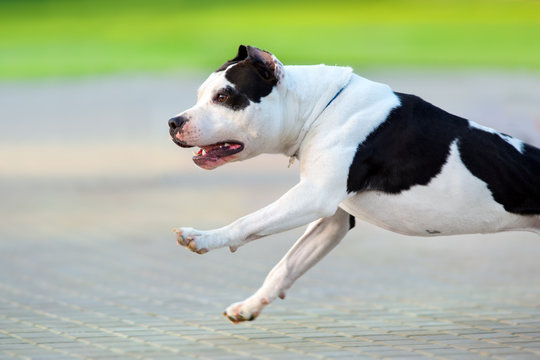 How Fast Can A Bull Terrier Run