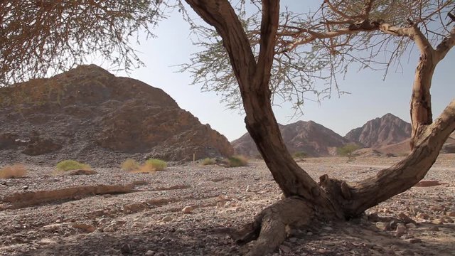 Acacia Tree Israel Images – Browse 2,080 Stock Photos, Vectors, and ...