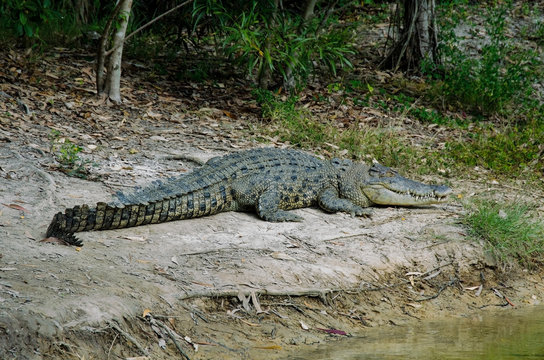 Hypercarnivorous Bilder – Durchsuchen 295 Archivfotos, Vektorgrafiken ...