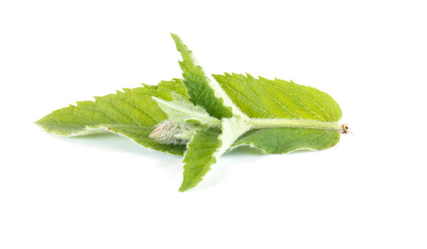 Mentholum Images – Browse 17 Stock Photos, Vectors, and Video | Adobe Stock