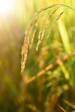 "Paddy Images – Browse 2,001,666 Stock Photos, Vectors, and Video ...