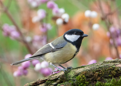 Fugle Images – Browse 80 Stock Photos, Vectors, and Video | Adobe Stock